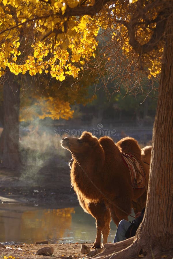 Camels in autumn stock photo. Image of environment, autumn - 11359078