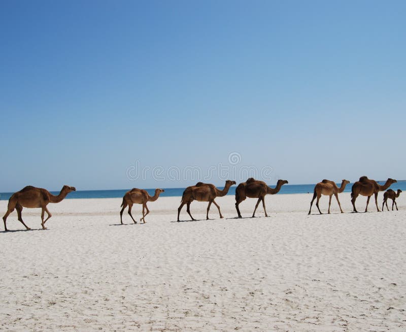 Camels on the beach stock image. Image of warm, africa - 16082571