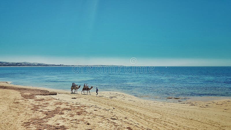 Camels at the beach stock image. Image of camels, beautiful - 65153341