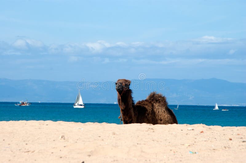 Camels in the Beach of Tangier, Morocco Stock Image - Image of ...
