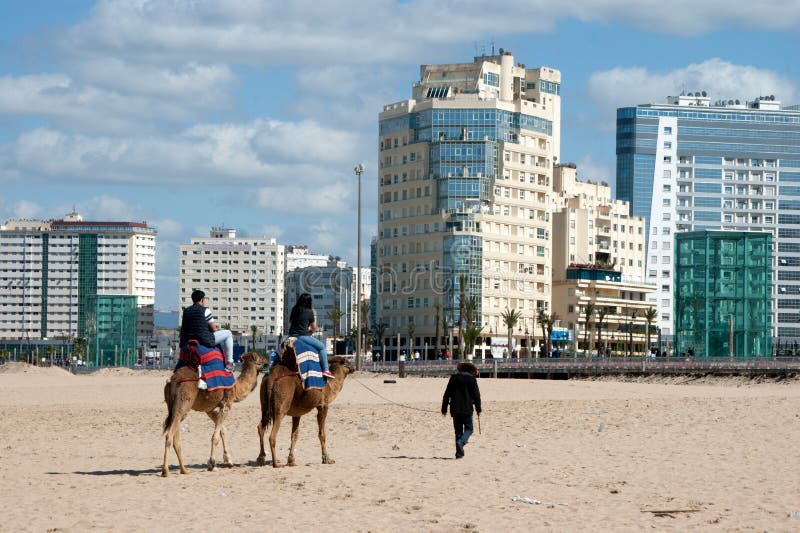 Camels in tangier beach editorial photography. Image of sandy - 93413552