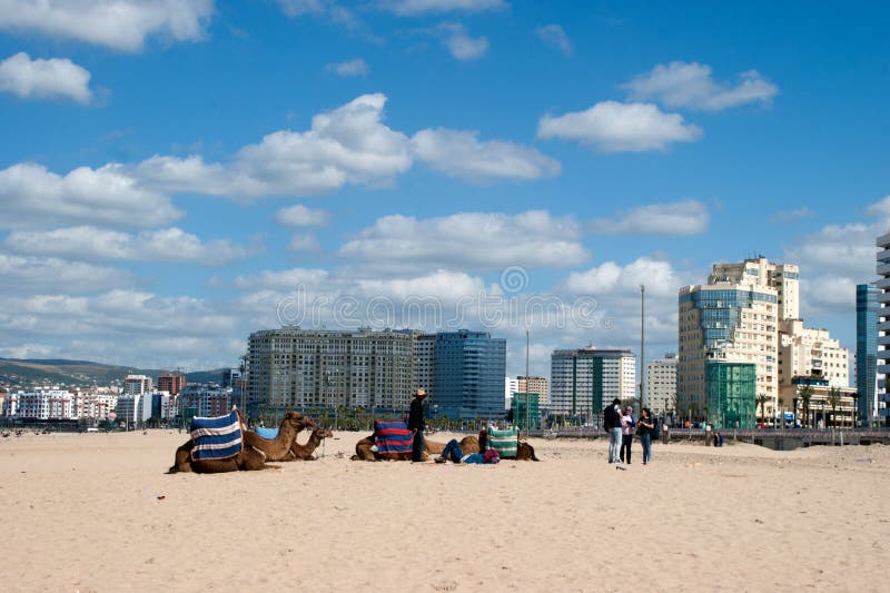 Camels in the Beach of Tangier, Morocco Editorial Photography - Image ...
