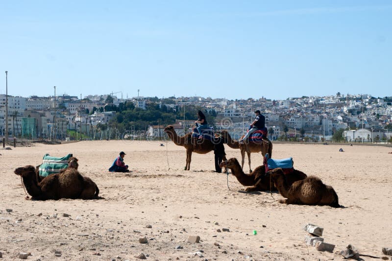 Camels in the Beach of Tangier, Morocco Editorial Image - Image of ...