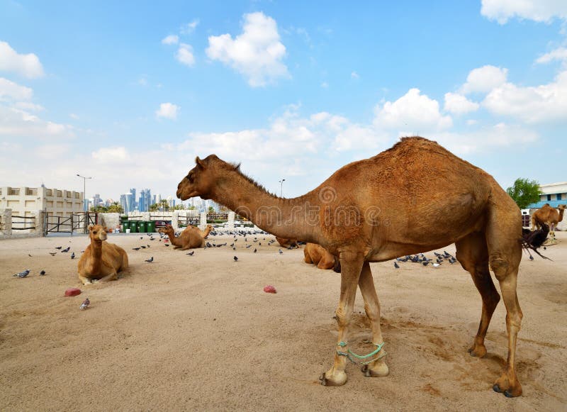 Camels in Camel Souq, Waqif Souq in Doha, Qatar Stock Image - Image of ...