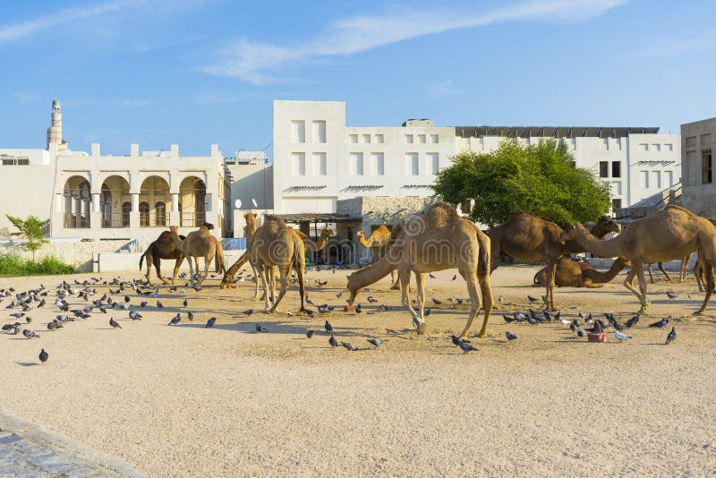 Camels in Camel Souq, Waqif Souq in Doha Stock Image - Image of theme ... Camels in Camel Souq, Waqif Souq in Doha Stock Image - Image of theme ...