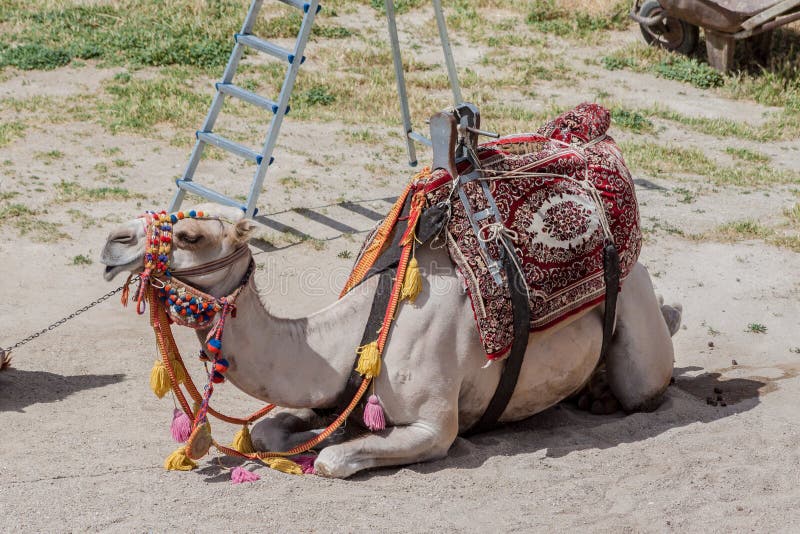 Adorned camel portrait stock photo. Image of camel, fabrics - 34086518