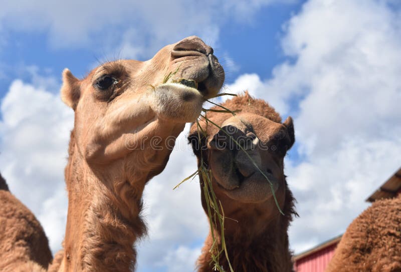 Camels Chewing Hay Together Stock Photo - Image of desert, nature ...