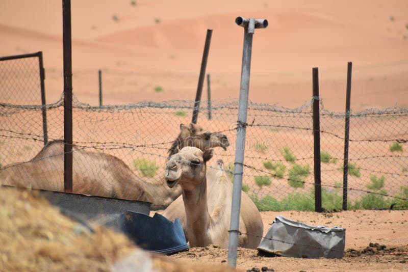 Camels in a Corral on a Camel Farm in the UAE Desert Stock Image ...