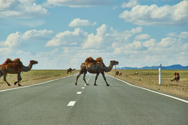 232 Camel Cross Rider Stock Photos - Free & Royalty-Free Stock Photos ...