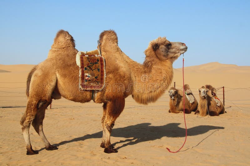 Camels in desert stock photo. Image of asia, emirates - 12340452