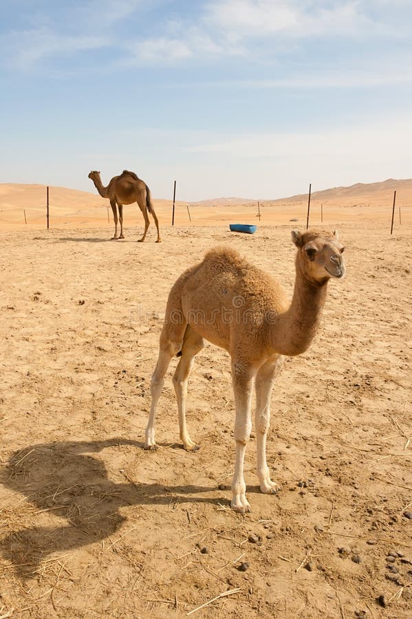 Camels in the Syrian Desert Stock Image - Image of syria, arabian: 9685617