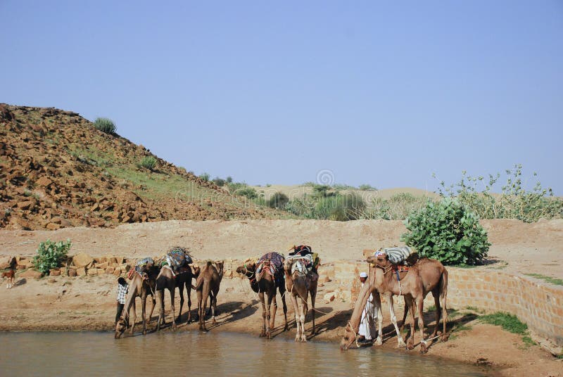 Camels Drinking from Desert Oasis Editorial Photography - Image of ...