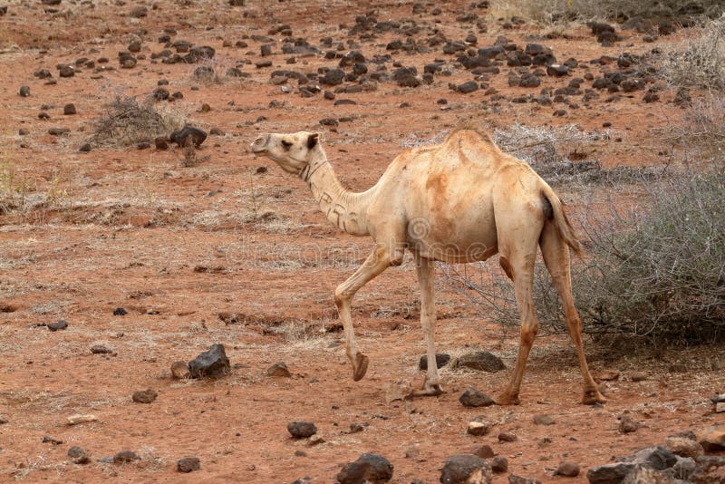Camels and dromedaries stock photo. Image of beast, domestic - 138196054
