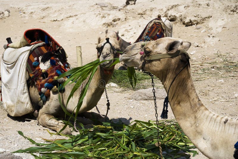 Camels Eating Plants in Nubra Valley in Ladakh Stock Image - Image of ...