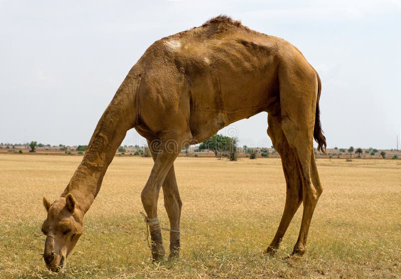 Camels eating grass stock photo. Image of feed, jaisalmer - 38162180