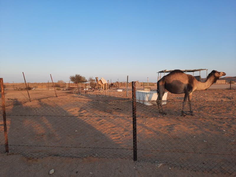 Camels farm in the desert editorial stock image. Image of safari ...