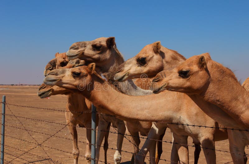 Camels on the farm stock photo. Image of dune, foreground - 54497540