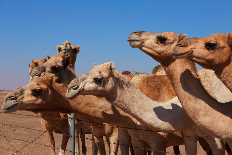 Camels on the farm stock image. Image of arabic, farm - 56538677