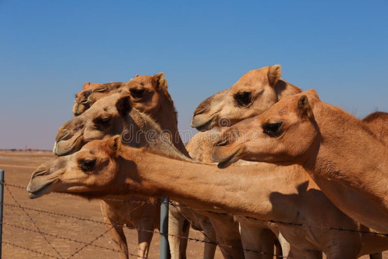 Camels on the farm stock photo. Image of animal, camels - 58126330