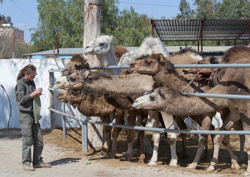 Camels Feeding stock image. Image of camel, brown, bedouin - 23873379