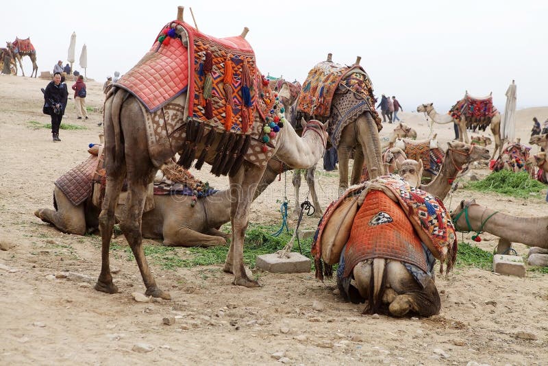 Camels at the the Giza Pyramid Complex in Giza, Egypt Editorial Image ...