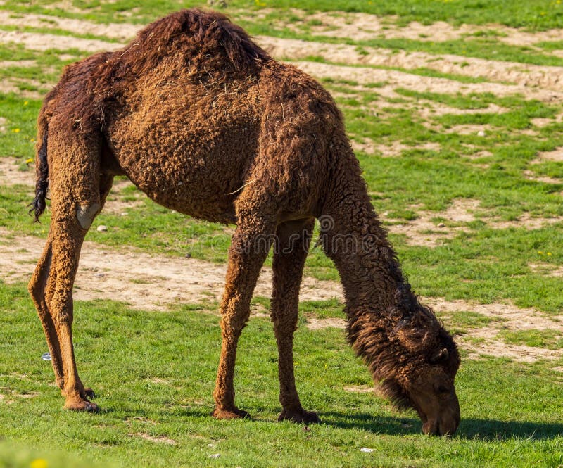 Camels Graze in a Field in Spring Stock Image - Image of domestic ...