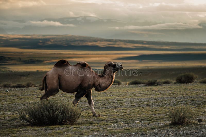 A Camels Grazes in the Steppe of the Altai Mountains Stock Photo ...
