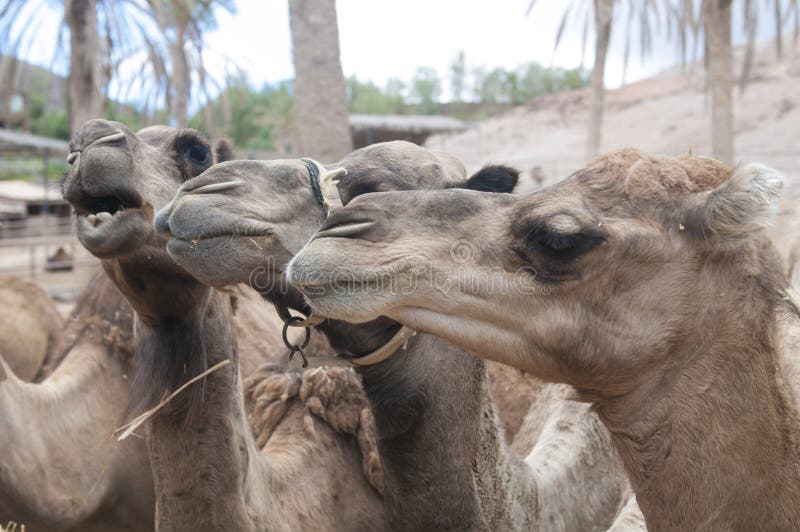 Camels Group in an African Place Stock Image - Image of leash, culture ...