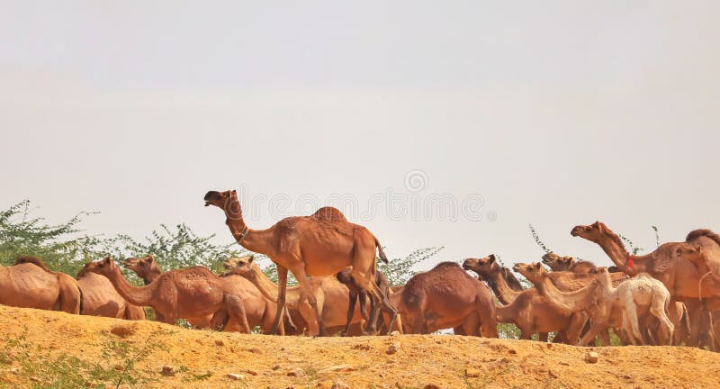 Camels Group in Desert,indian Camels,Camels in the Desert,Camels ...