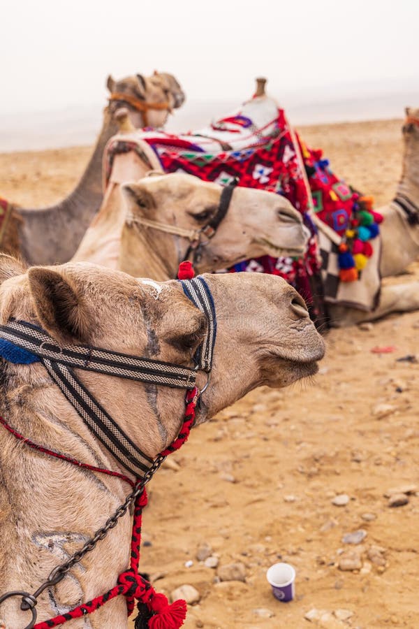 Camels in Halters in Giza, Cairo Stock Image - Image of africa, giza ...