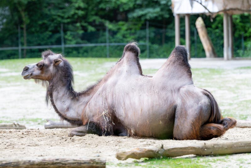 Camel Safari, Sitting Camels In Dubai Stock Photo - Image of safari ...