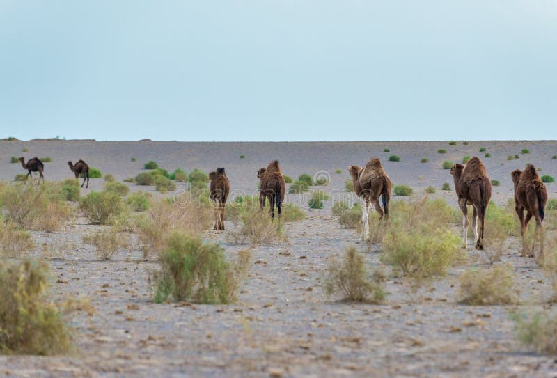 Camels in Iran stock photo. Image of middle, wildlife - 83589682