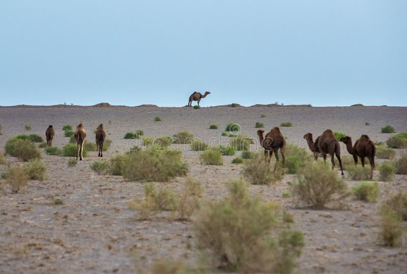 Camels in Iran stock image. Image of iran, dromedarius - 83624931