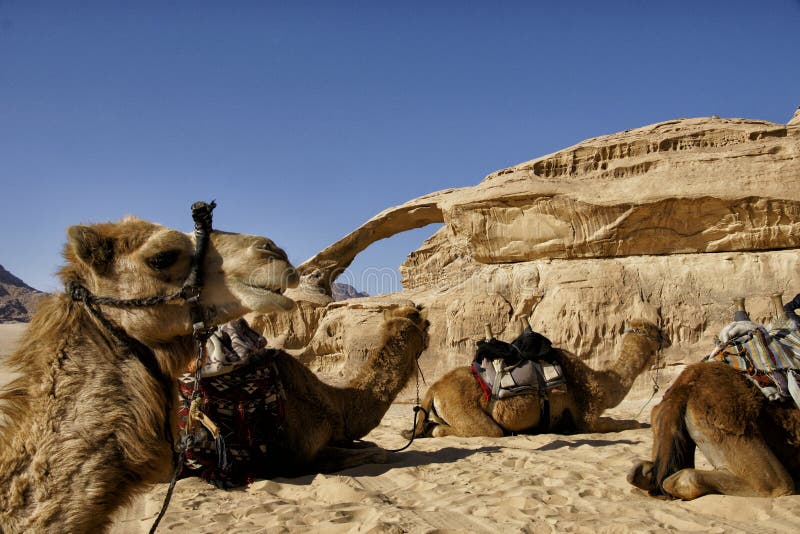 Camels in the Jordan Desert Stock Image - Image of camel, desert: 37623875