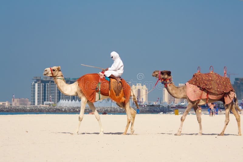 Camels on Jumeirah Beach, Dubai Stock Image - Image of emirates, rise ...