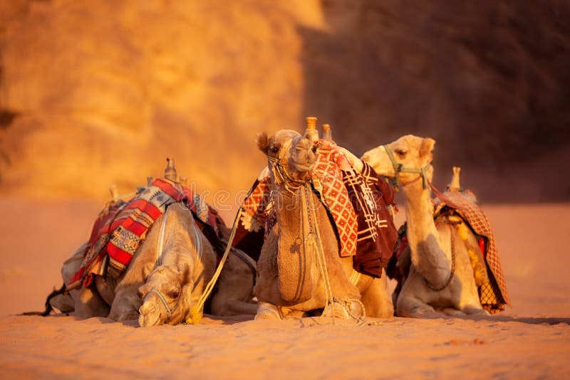 Camels Lying Down, Desert Sand, Wadi Rum, Jordan Stock Photo - Image of ...