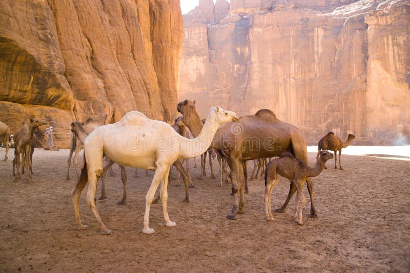 Camels In Mountain Desert In Chad Stock Image - Image: 7925191