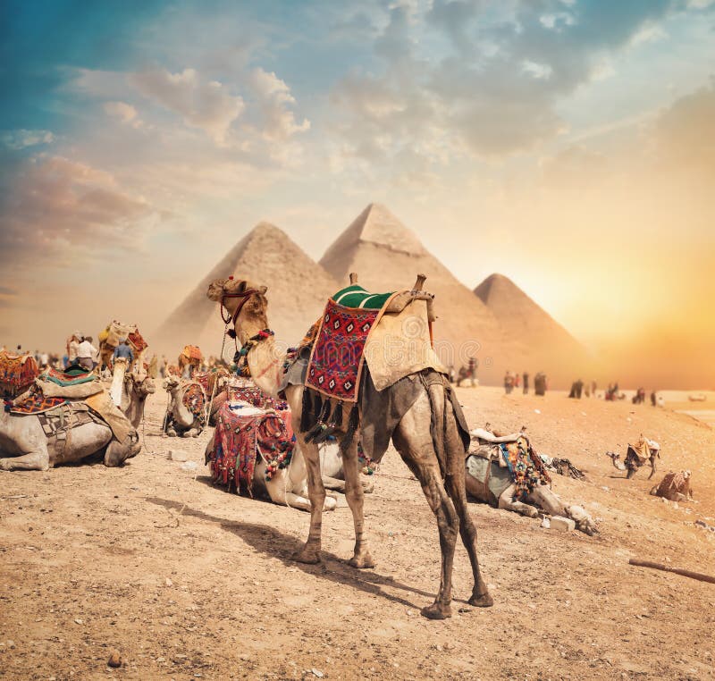 Camels near pyramids stock image. Image of animal, safari - 194797401