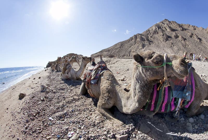 Camels over the Red Sea stock image. Image of convoy - 23591537