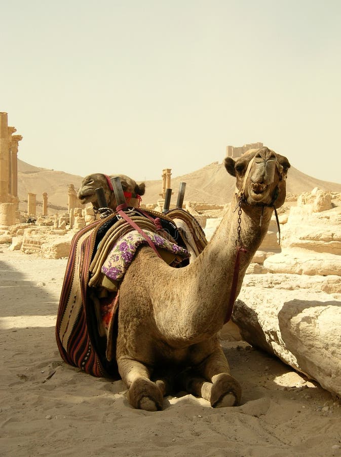Camels in the Syrian Desert Stock Image - Image of syria, arabian: 9685617