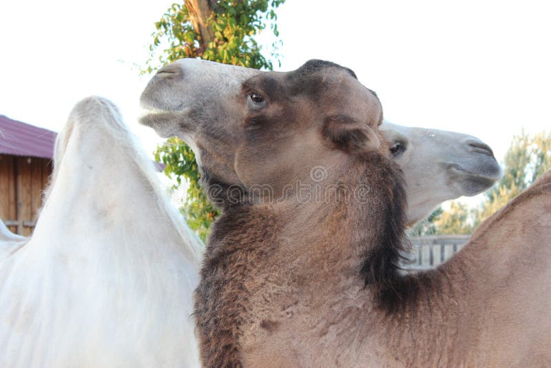 Camels stock image. Image of striking, animals, camels - 115827869