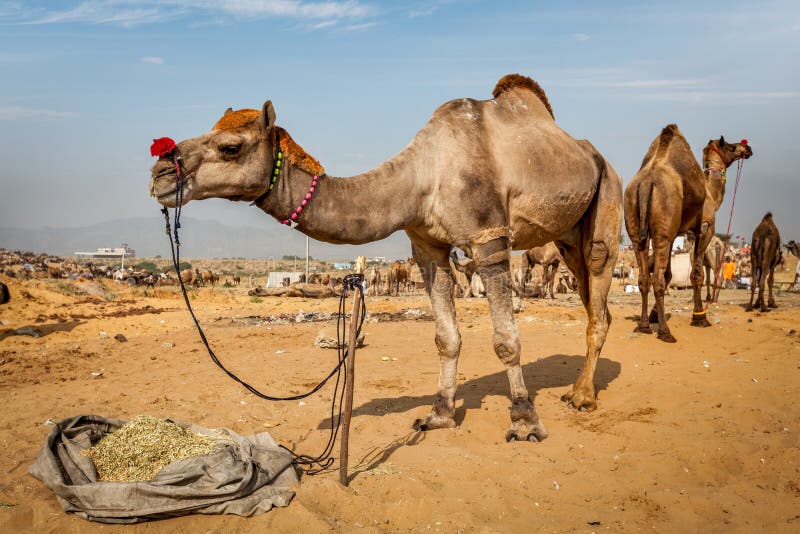 Camels at Pushkar Mela Pushkar Camel Fair , India Stock Image - Image of camels, pushkar: 323008325