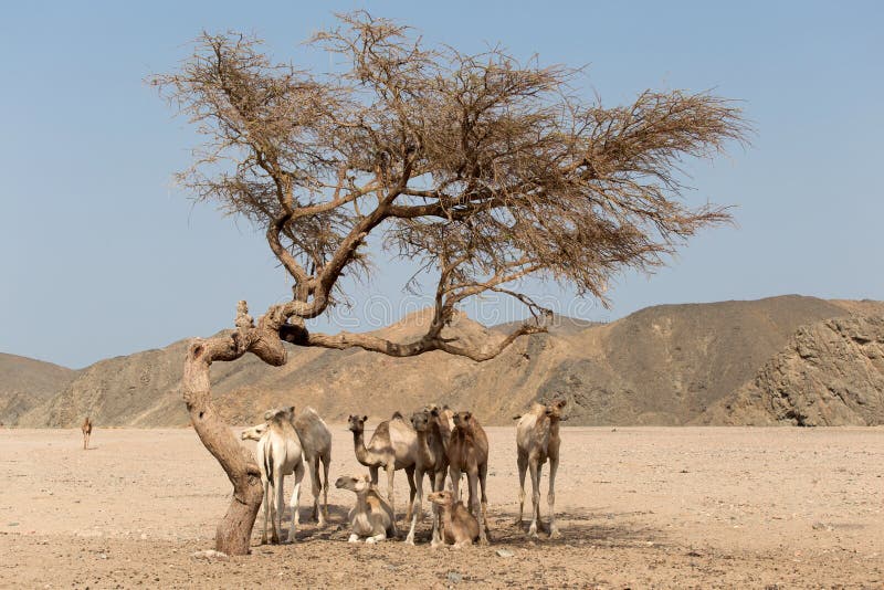 Camels Resting Under the Acacia Tree Stock Photo - Image of tourism ...