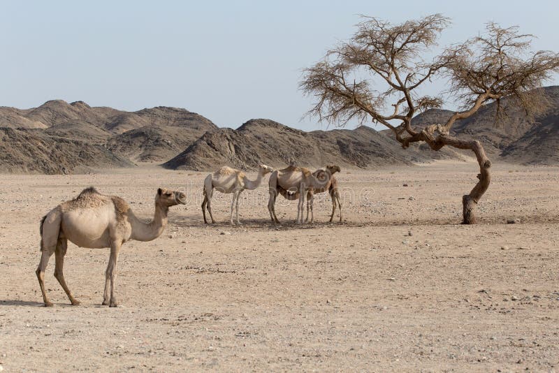 Camels Resting Under the Acacia Tree Stock Photo - Image of travel ...