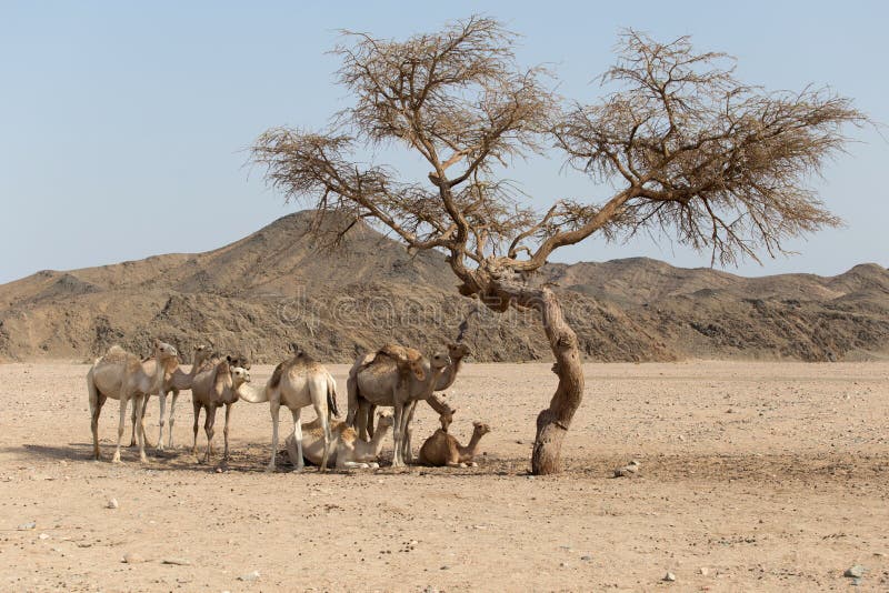 Camels Resting Under the Acacia Tree Stock Photo - Image of acacia ...