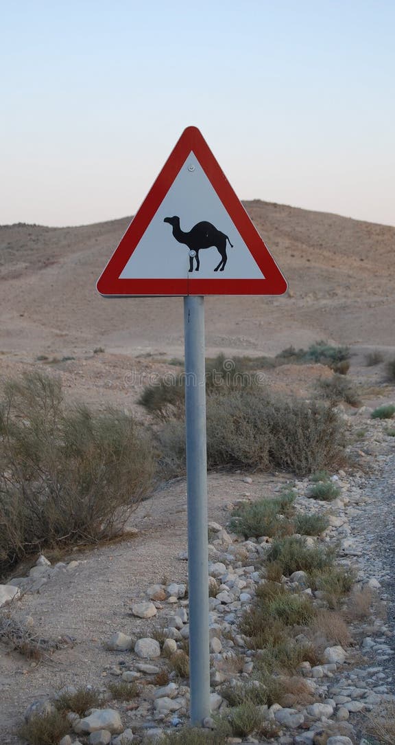 Camels on the Road stock image. Image of road, sand, sign - 4529243