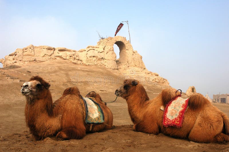 Camels sitting at a castle stock photo. Image of farm - 12215882