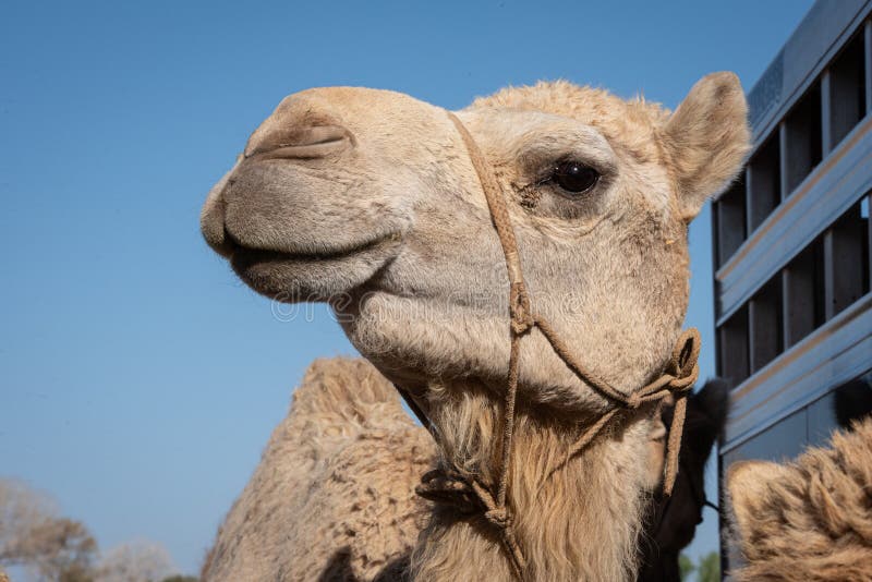 Camels of the Southwest stock image. Image of mane, safari - 374829111