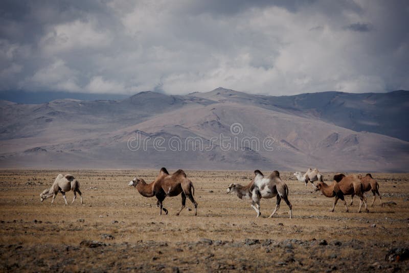 Camels in Steppe among Mountains and Clouds Stock Image - Image of ...