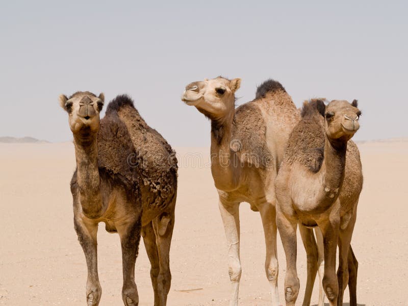 Three camels stock photo. Image of animal, asian, heads - 5194556